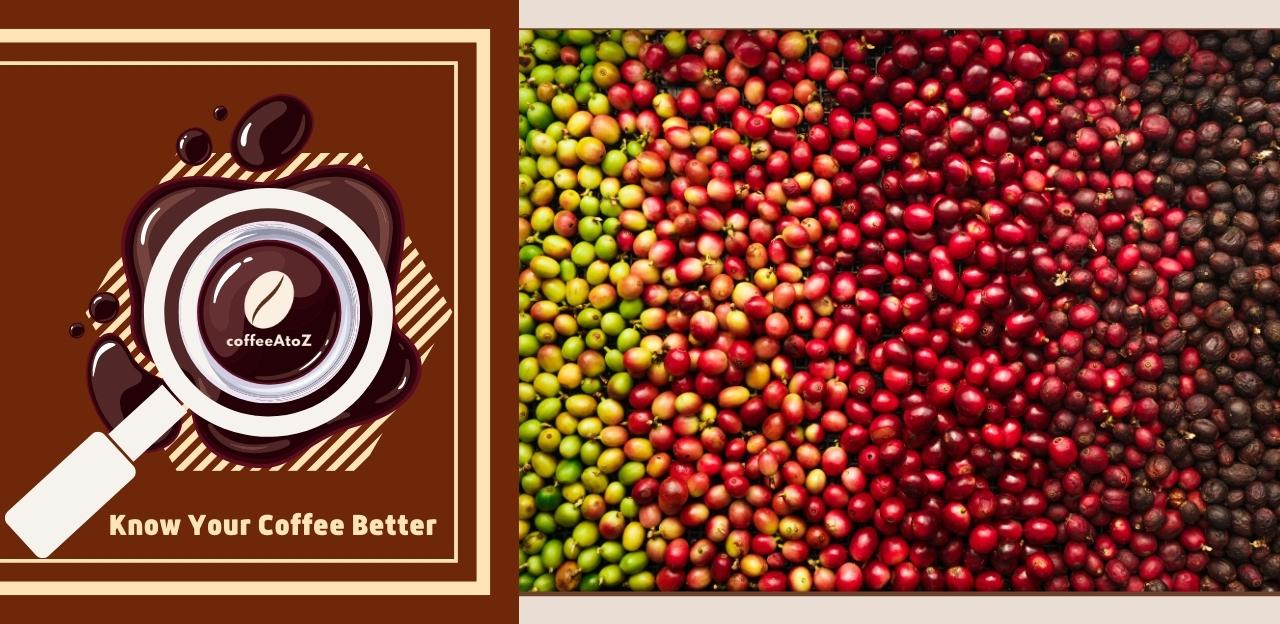 The Story of Different Types of Coffee Beans