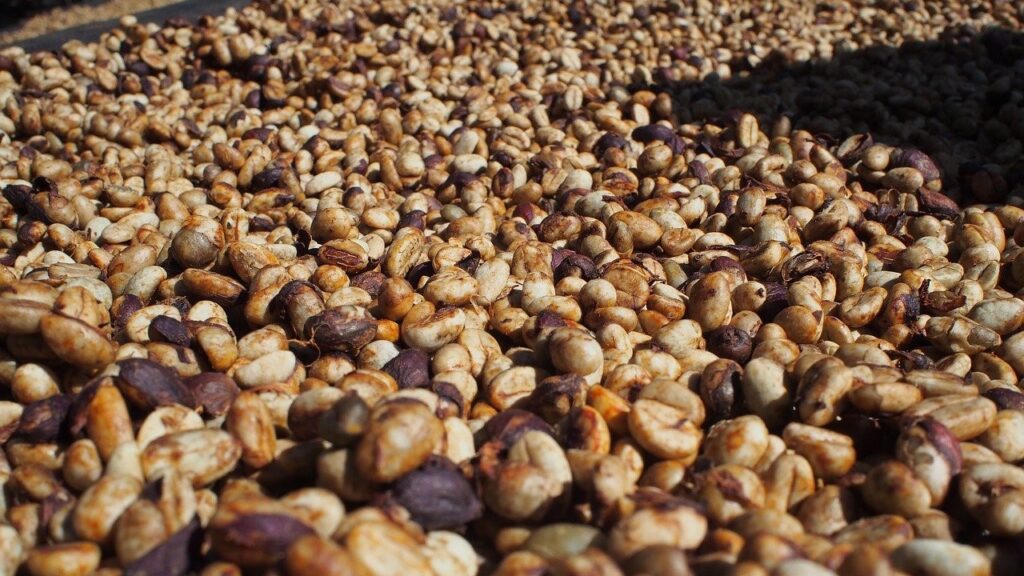 A Brief History of Coffee Timeline: What, When & How