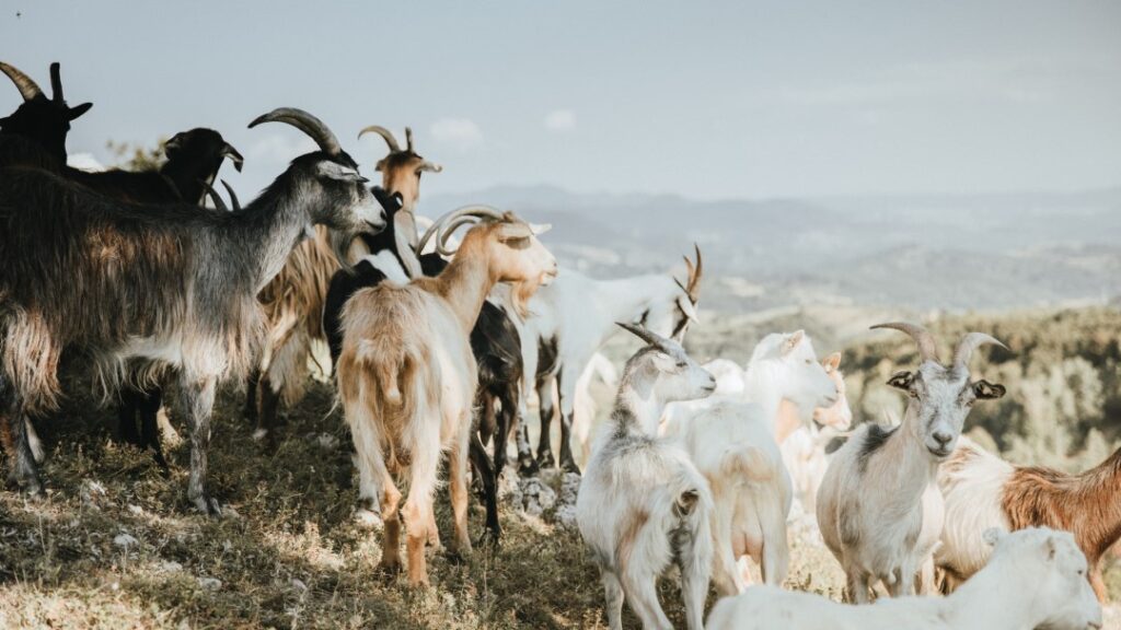 A Brief History of Coffee Timeline: What, When & How