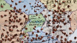 Ugandan Coffee: Unique Flavors and Roasting Secrets