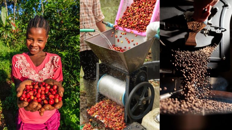 Ugandan Coffee: Unique Flavors and Roasting Secrets